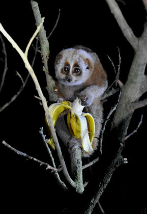 Red Slender Loris Eats Banana Editorial Stock Photo - Stock Image ...