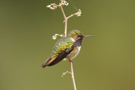 Volcano Hummingbird Selasphorus Flammula Adult Male Editorial Stock ...