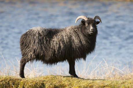 Domestic Sheep Hebridean Ewe Standing Beside Editorial Stock Photo ...