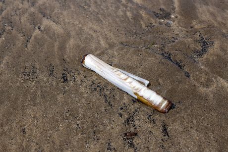 Old Pod Razor Shell Ensis Siliqua Editorial Stock Photo - Stock Image ...