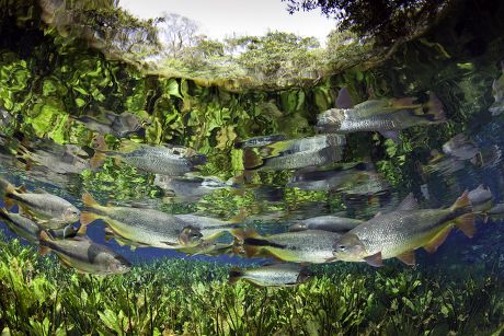 Piraputanga Fish Reflecting On Water Surface Editorial Stock Photo ...