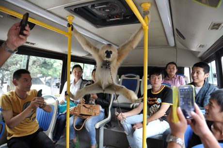 People Animals Ride Bus Wild Animals Editorial Stock Photo - Stock ...