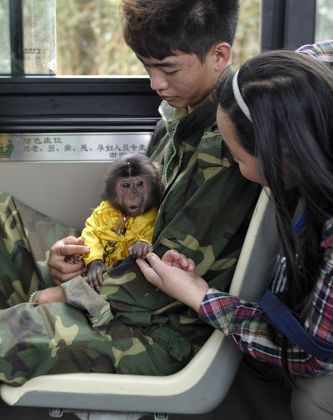 People Animals Ride Bus Wild Animals Editorial Stock Photo - Stock ...