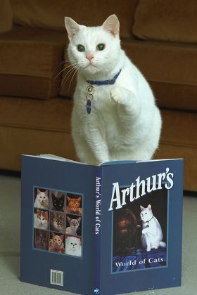 Arthur Cat Tv Adverts Kattomeat Arthurs Editorial Stock Photo - Stock ...