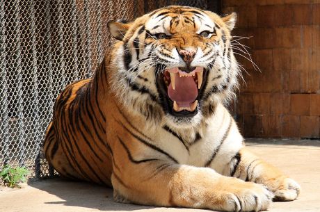 Tiger Called Gero Zoo Black Sea Editorial Stock Photo - Stock Image ...