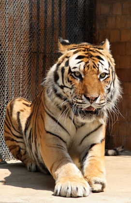 Tiger Called Gero Zoo Black Sea Editorial Stock Photo - Stock Image ...