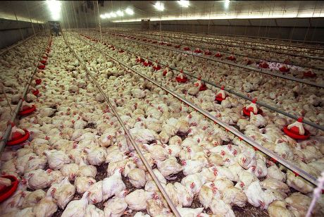 Battery Farmed Hens Editorial Stock Photo - Stock Image | Shutterstock