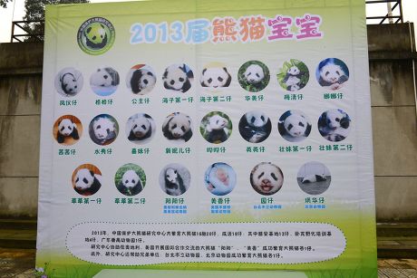 Sign Showing Baby Pandas Editorial Stock Photo - Stock Image | Shutterstock