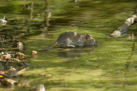 Juvenile Brown Rat Rattus Norvegicus Foraging Editorial Stock Photo ...