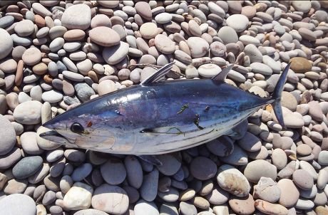 Skipjack Tuna Editorial Stock Photo - Stock Image | Shutterstock