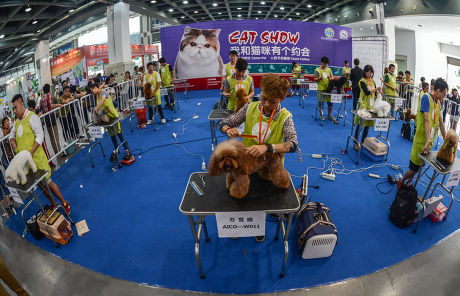 Pet Groomers Compete Beauty Competition Pets Editorial Stock Photo ...