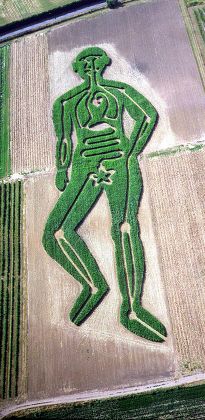 4 An aerial picture of hearty the maze man on gore farm in upchurch ...