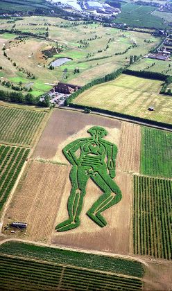 4 An aerial picture of hearty the maze man on gore farm in upchurch ...