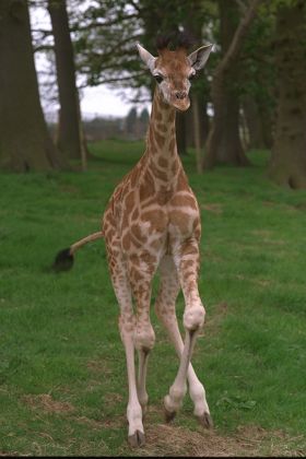 Janice Joplin Baby Orphan Giraffe 1996 Editorial Stock Photo - Stock ...