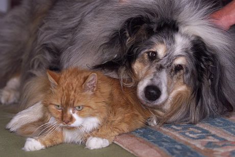 Spike Oldest Cat England Spike Bully Editorial Stock Photo - Stock ...