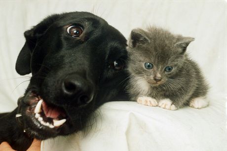 Kia Dog Widget Cat Editorial Stock Photo - Stock Image | Shutterstock