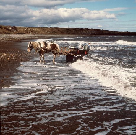 Sea Coaler Horse Cart Lynemouth Beach Editorial Stock Photo - Stock ...