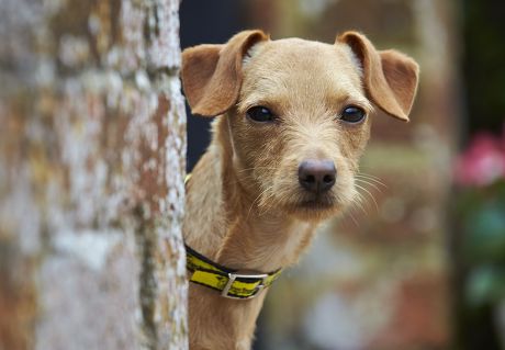 Mo Terrier Dogs Trust Newbury Editorial Stock Photo - Stock Image ...