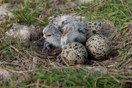 61 Newly hatch Stock Pictures, Editorial Images and Stock Photos ...