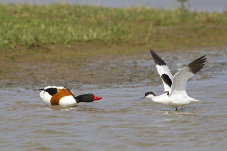 81 Duck attack Stock Pictures, Editorial Images and Stock Photos ...