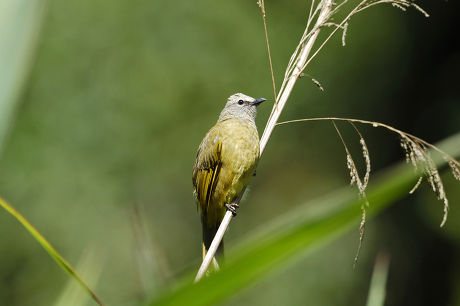 Flavescent Bulbul Pycnonotus Flavescens Adult Perched Editorial Stock ...