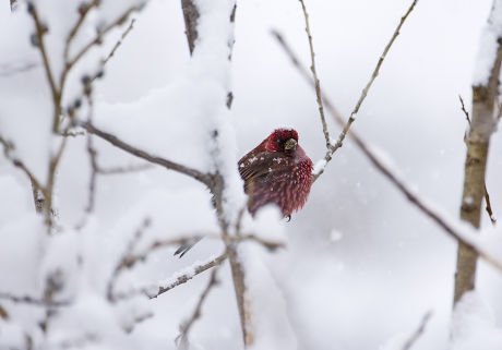 Great Rosefinch Carpodacus Rubicilla Adult Male Editorial Stock Photo ...