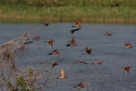 Southern Carmine Beeeater Merops Nubicoides Flock Editorial Stock Photo ...
