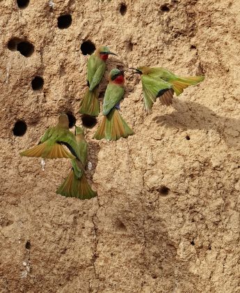 Redthroated Beeeater Merops Bulocki Adults Flock Editorial Stock Photo ...