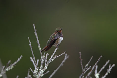 Volcano Hummingbird Selasphorus Flammula Adult Male Editorial Stock ...