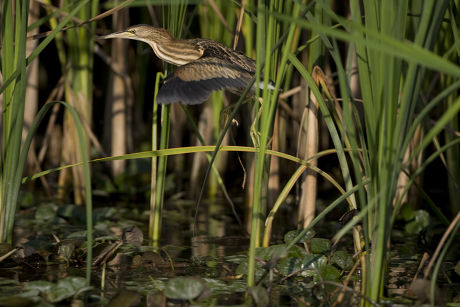 Little Bittern Ixobrychus Minutus Juvenile Flight Editorial Stock Photo ...