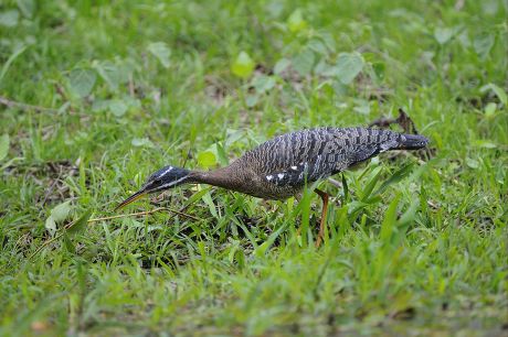 44 Sunbittern Stock Pictures, Editorial Images and Stock Photos ...