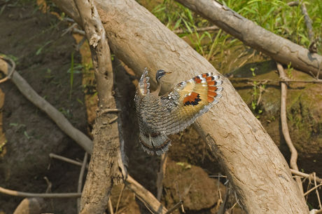 44 Sunbittern Stock Pictures, Editorial Images and Stock Photos ...