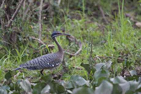 44 Sunbittern Stock Pictures, Editorial Images and Stock Photos ...