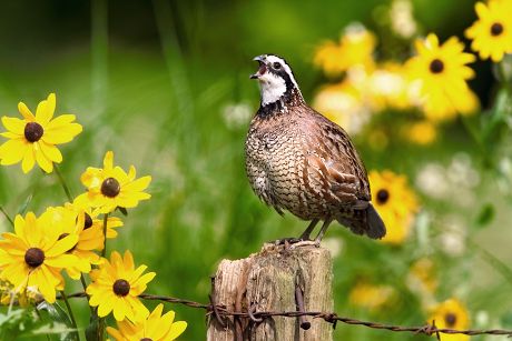Northern Bobwhite Colinus Virginianus Adult Male Editorial Stock Photo ...