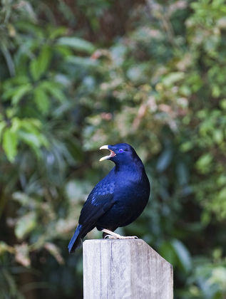 Satin Bowerbird Ptilonorhynchus Violaceus Adult Male Editorial Stock ...