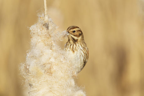 Reed Bunting Emberiza Schoeniclus Adult Female Editorial Stock Photo ...