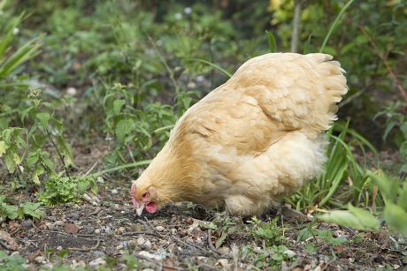 Domestic Chicken Buff Orpington Freerange Hen Editorial Stock Photo ...