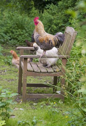40 Bird seats Stock Pictures, Editorial Images and Stock Photos ...