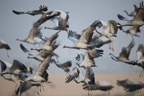 Demoiselle Crane Anthropoides Virgo Adults Flock Editorial Stock Photo ...