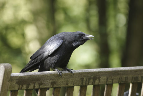 40 Bird seats Stock Pictures, Editorial Images and Stock Photos ...