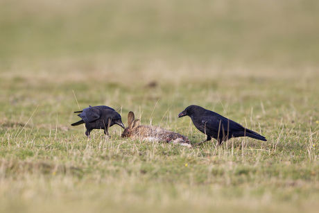 250 Dead rabbit Stock Pictures, Editorial Images and Stock Photos ...
