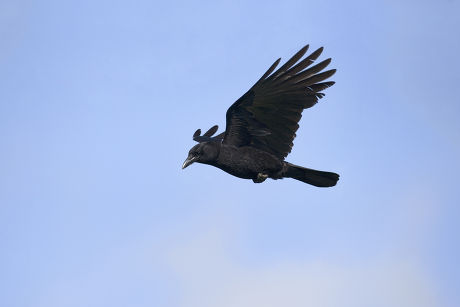 American Crow Corvus Brachyrhynchos Adult Flight Editorial Stock Photo ...