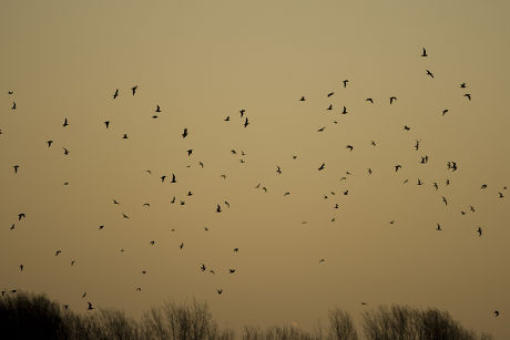 Eurasian Curlew Numenius Arquata Flock Flight Editorial Stock Photo ...