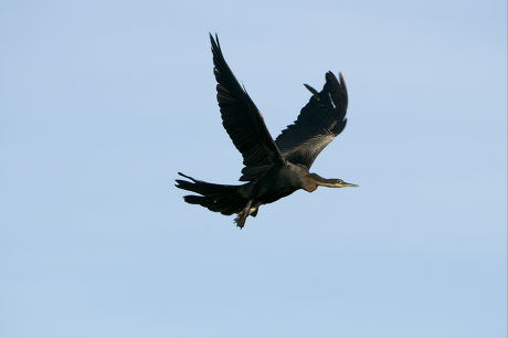 African Darter Anhinga Rufa Adult Flight Editorial Stock Photo - Stock ...