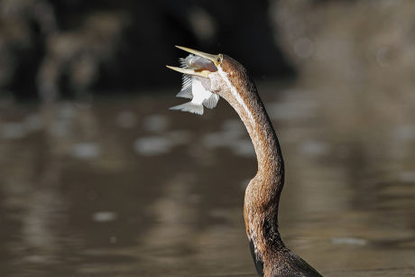 African Darter Anhinga Rufa Adult Fish Editorial Stock Photo - Stock ...