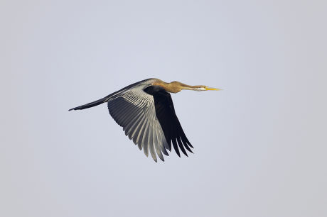Oriental Darter Anhinga Melanogaster Adult Flight Editorial Stock Photo ...