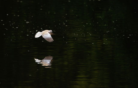 89 Dove lake Stock Pictures, Editorial Images and Stock Photos ...