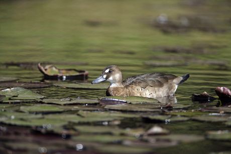 92 Pintails Stock Pictures, Editorial Images and Stock Photos ...