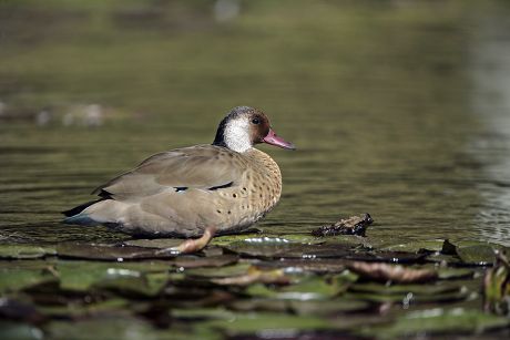 92 Pintails Stock Pictures, Editorial Images and Stock Photos ...