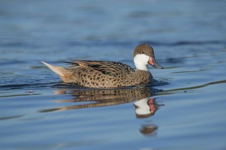 92 Pintails Stock Pictures, Editorial Images and Stock Photos ...